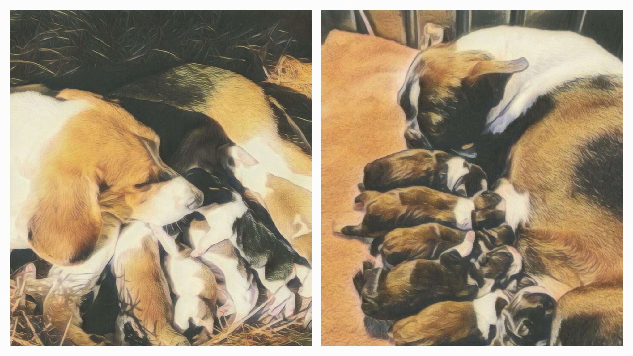 Puppy inquiry – X'CALIBER BEAGLES
