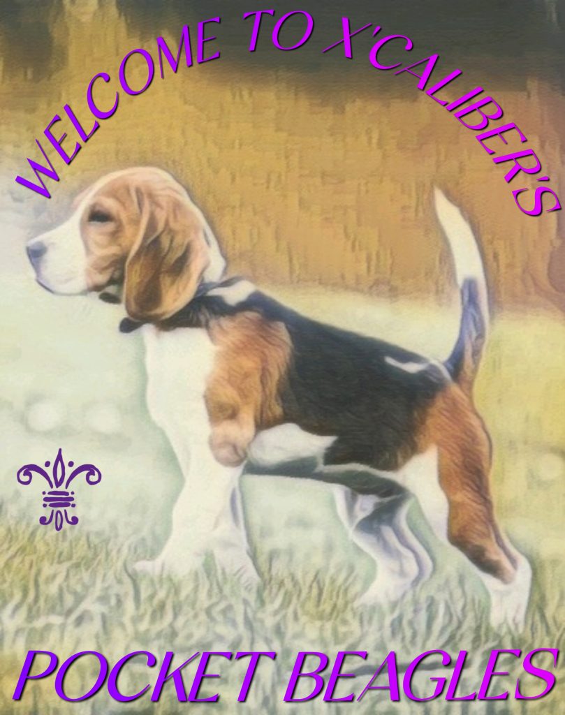 X’ CALIBER’S POCKET BEAGLES – X'CALIBER BEAGLES