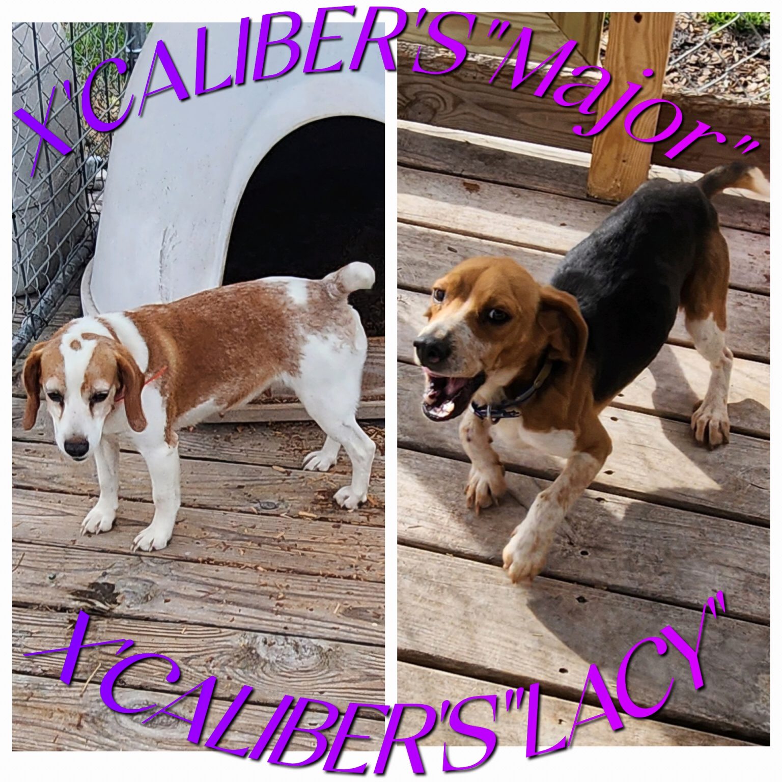 Pocket Puppies Available – X'CALIBER BEAGLES