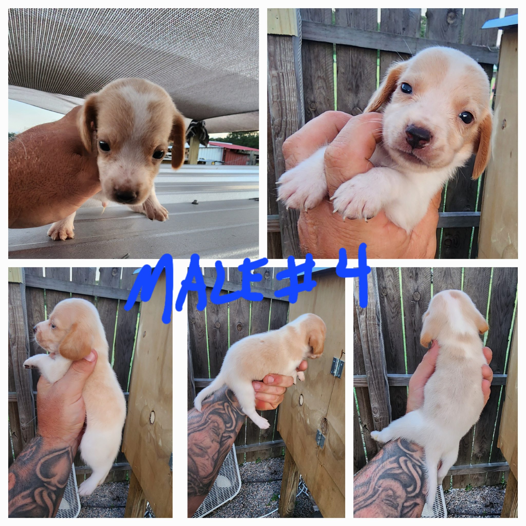Pocket Puppies Available – X'CALIBER BEAGLES