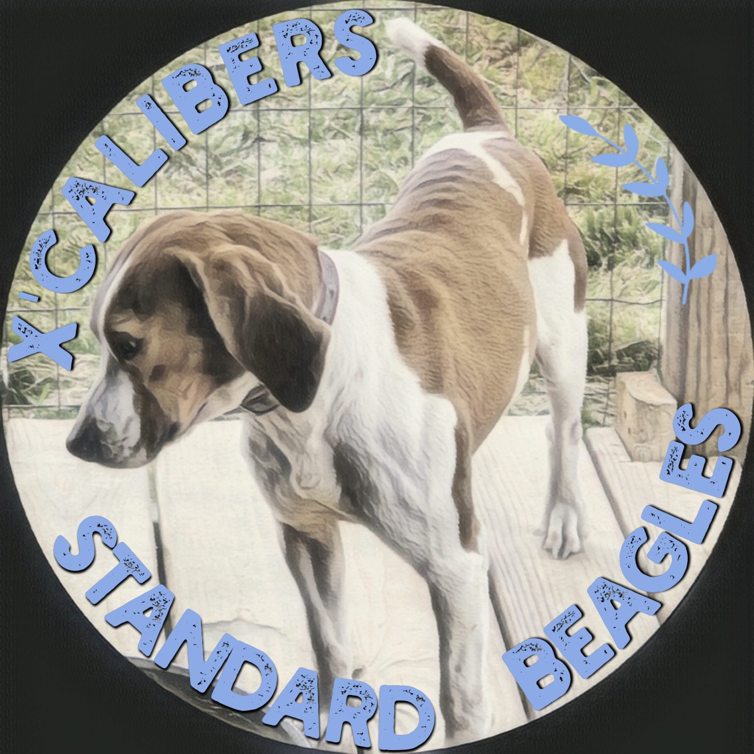 X'CALIBER BEAGLES – Beagles , Jamesville, North Carolina