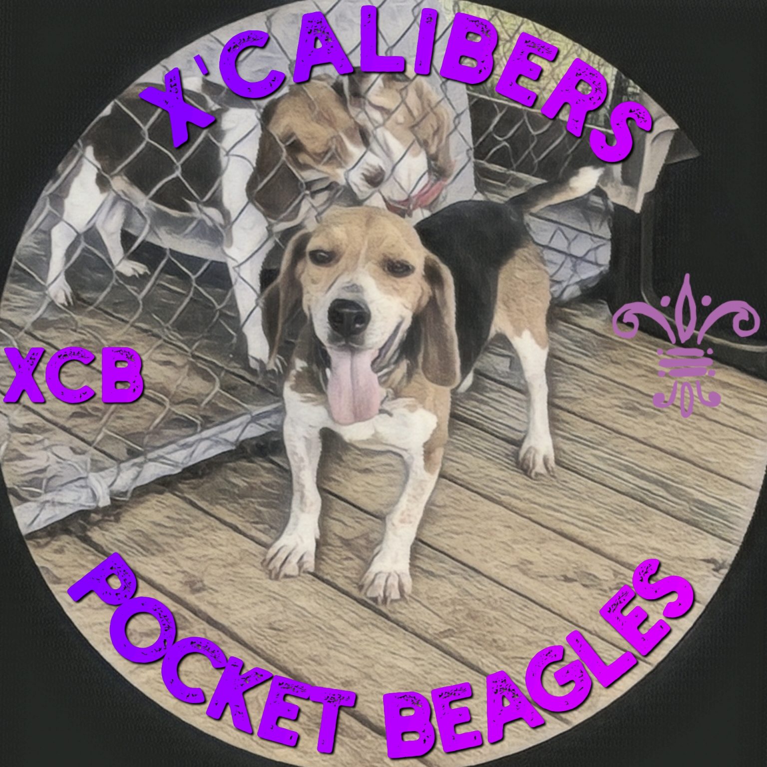 X'CALIBER BEAGLES – Beagles , Jamesville, North Carolina